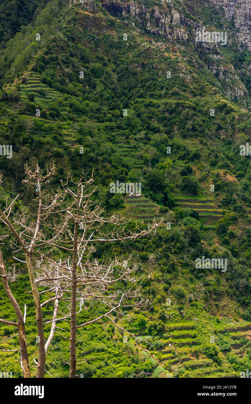 Field terrace madeira hi-res stock photography and images - Alamy