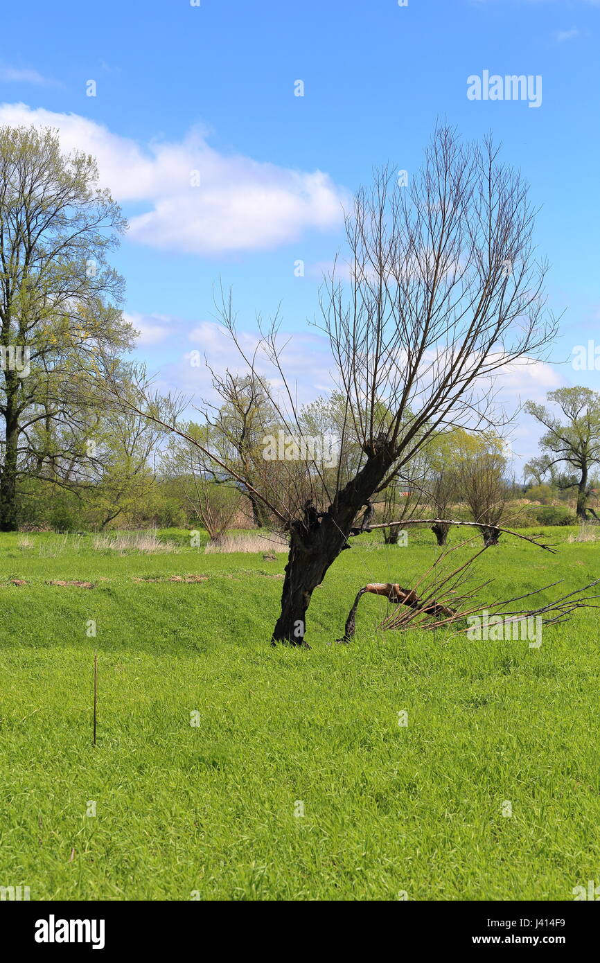 Spring landscape - lonely tree, meadow and blue sky Stock Photo - Alamy
