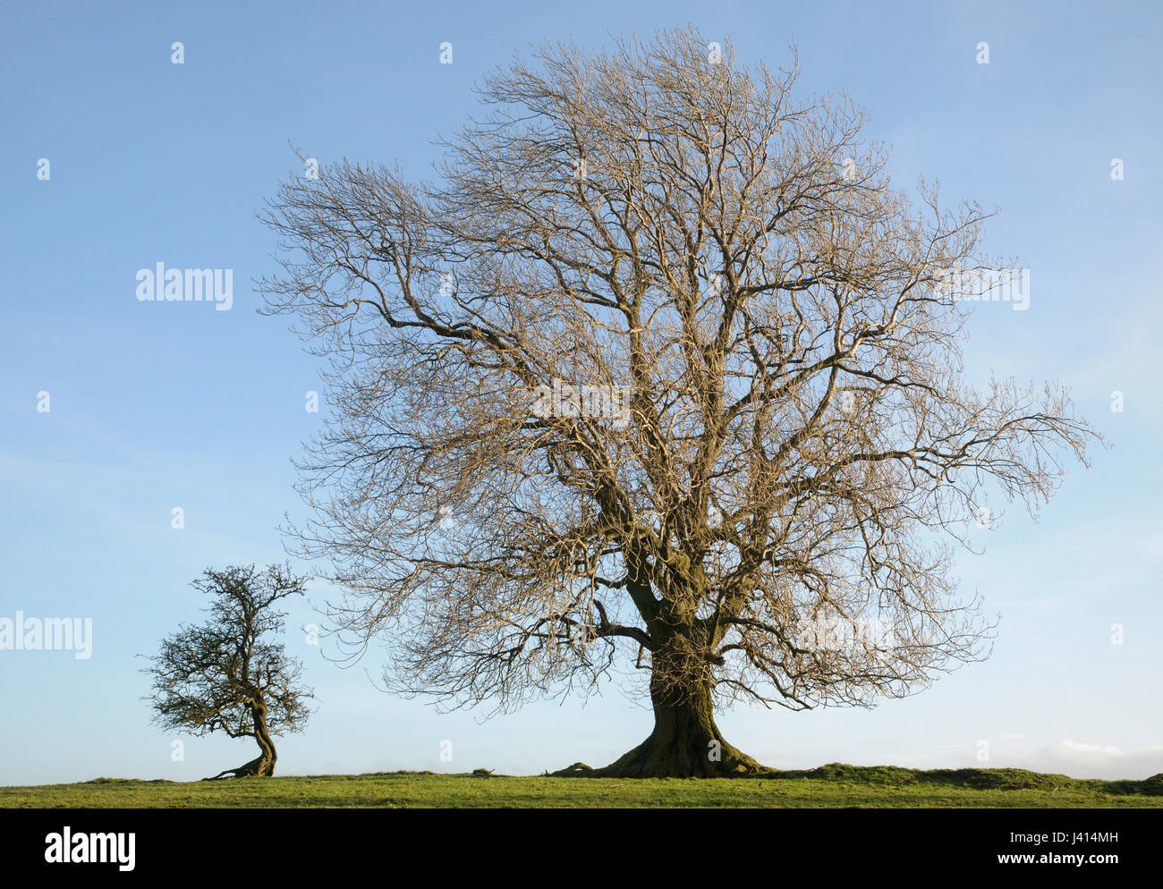 Contrasting sizes: big ash tree and little hawthorn sunlit against blue ...
