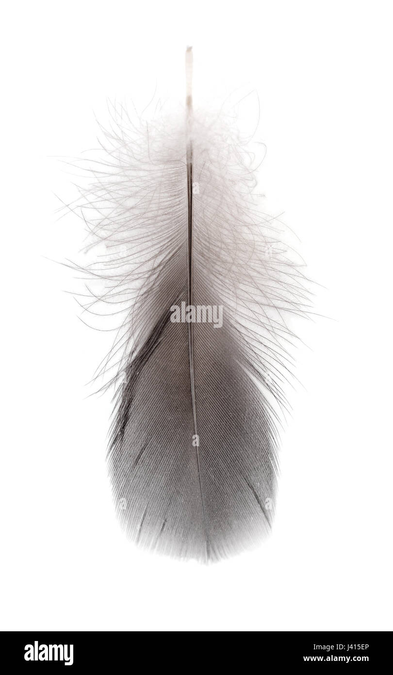 Gray small feather isolated on white background Stock Photo - Alamy