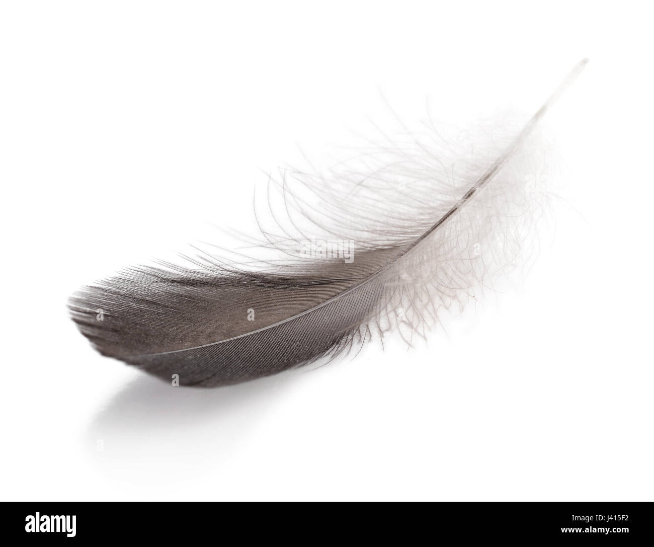 Gray small feather isolated on white background Stock Photo - Alamy