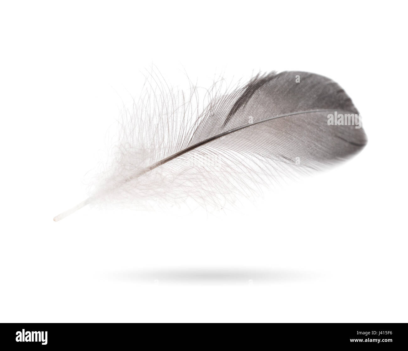 Gray small feather isolated on white background Stock Photo - Alamy