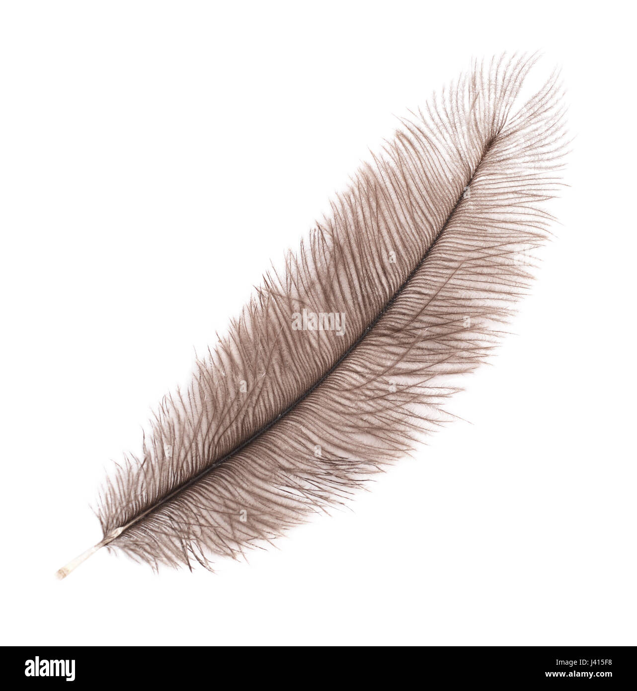 Brown big feather isolated on white background Stock Photo - Alamy