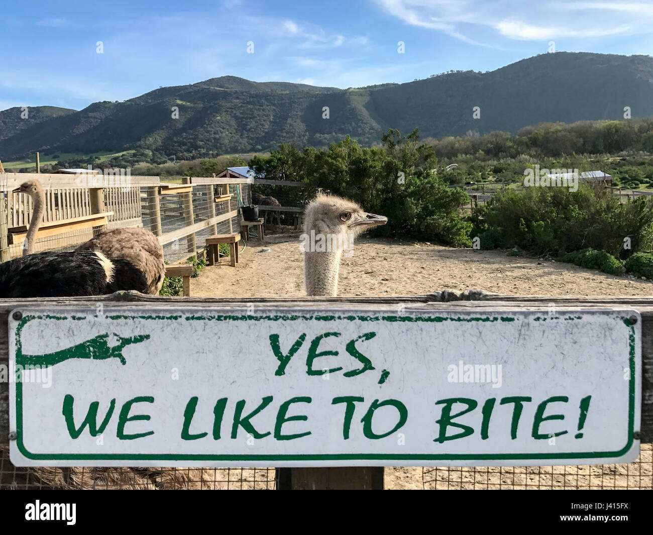 Ostrich behind a "Yes, we like to bite!" warning sign at an ostrich ...