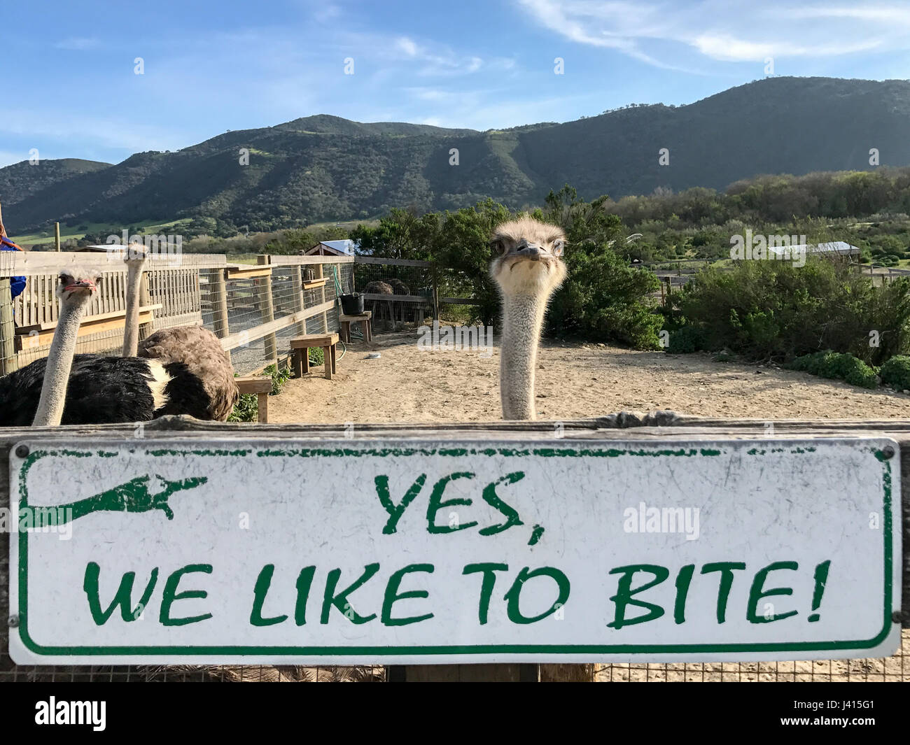 Ostrich behind a "Yes, we like to bite!" warning sign at an ostrich ...