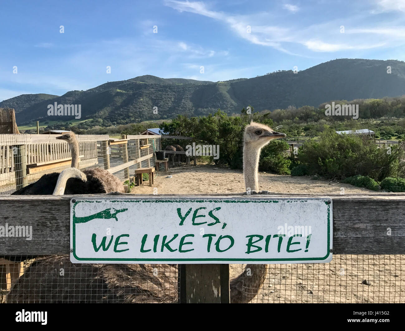 Ostrich behind a "Yes, we like to bite!" warning sign at an ostrich ...