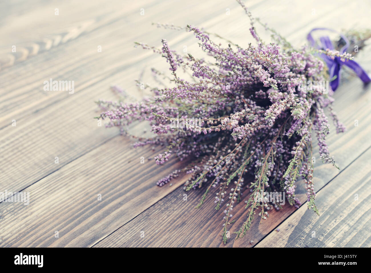 Calluna vulgaris (known as common heather, ling, or simply heather) on ...