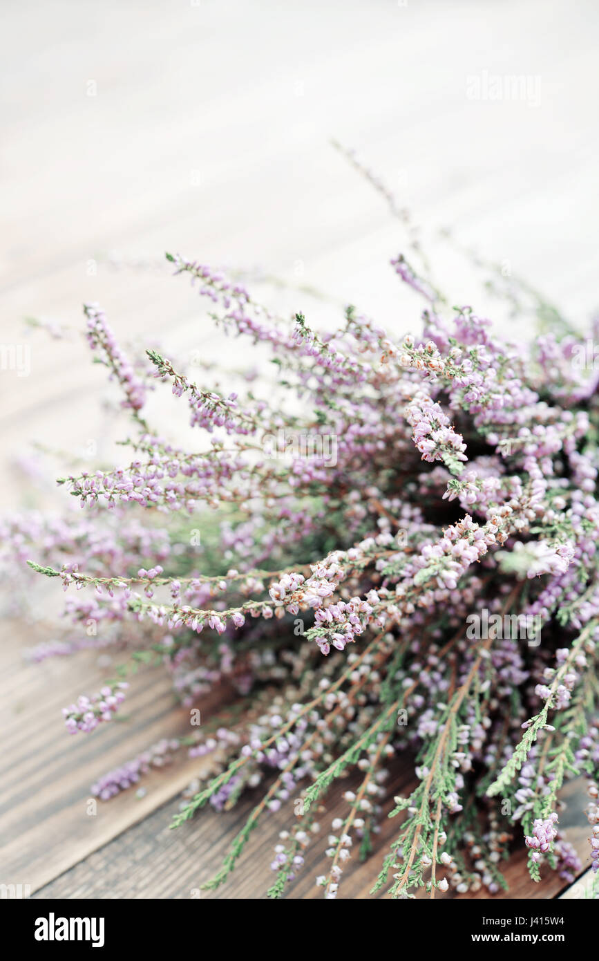 Calluna vulgaris (known as common heather, ling, or simply heather) on ...
