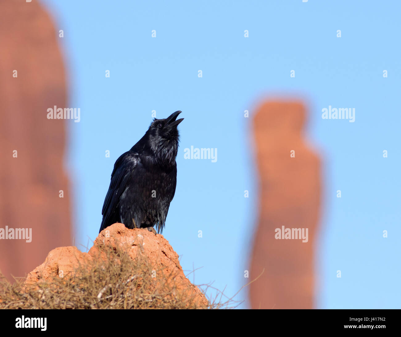 Raven profile view hi-res stock photography and images - Alamy