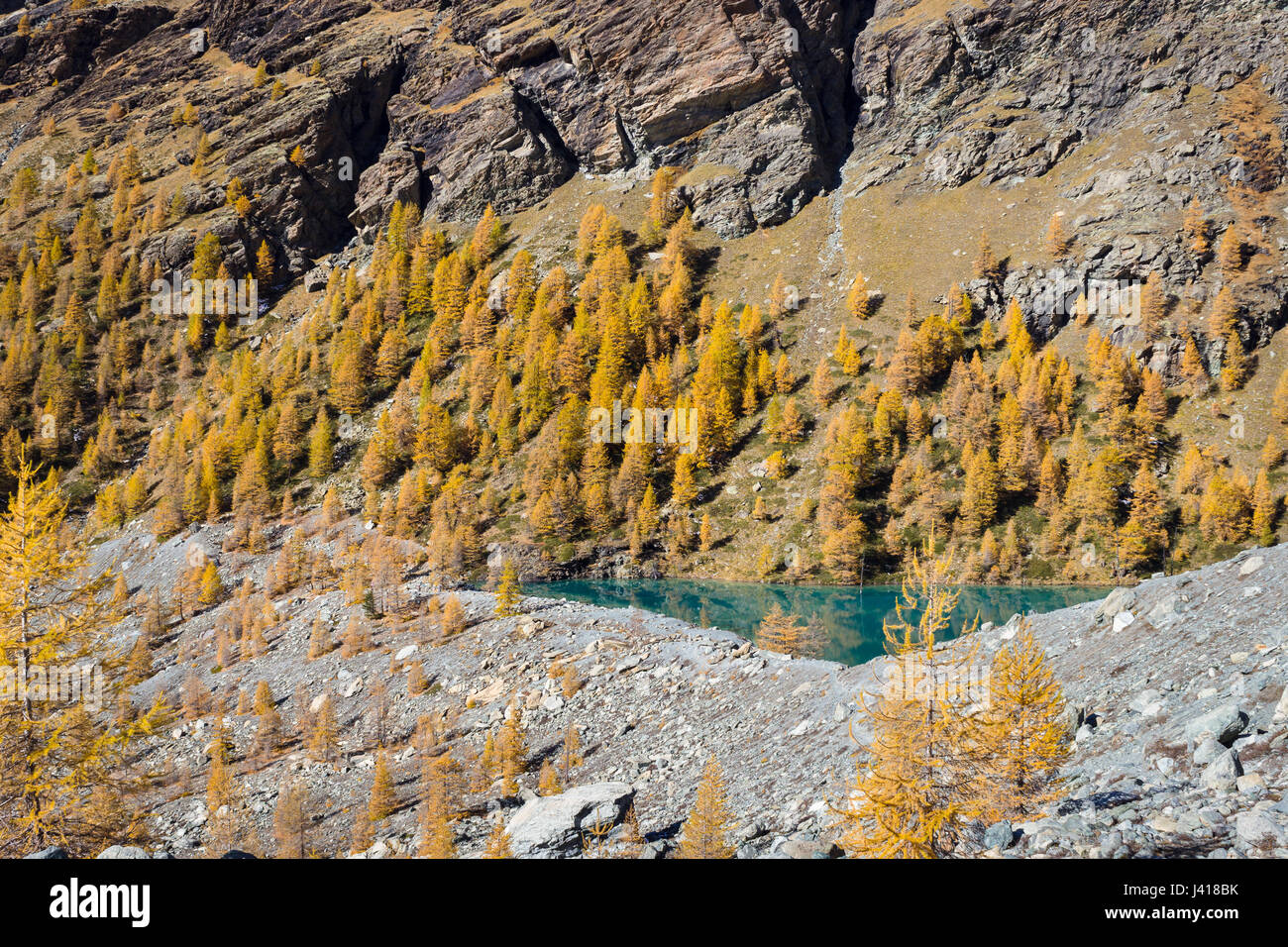 Fall colors in high mountain. Alpine lake with yellow larch trees. Ayas ...