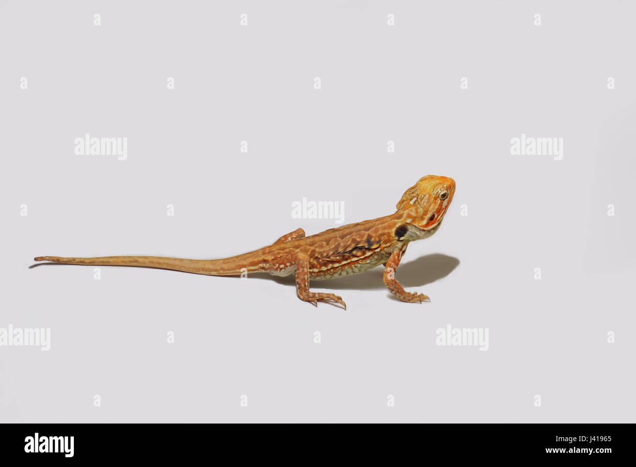 Bearded Dragon Silk Back