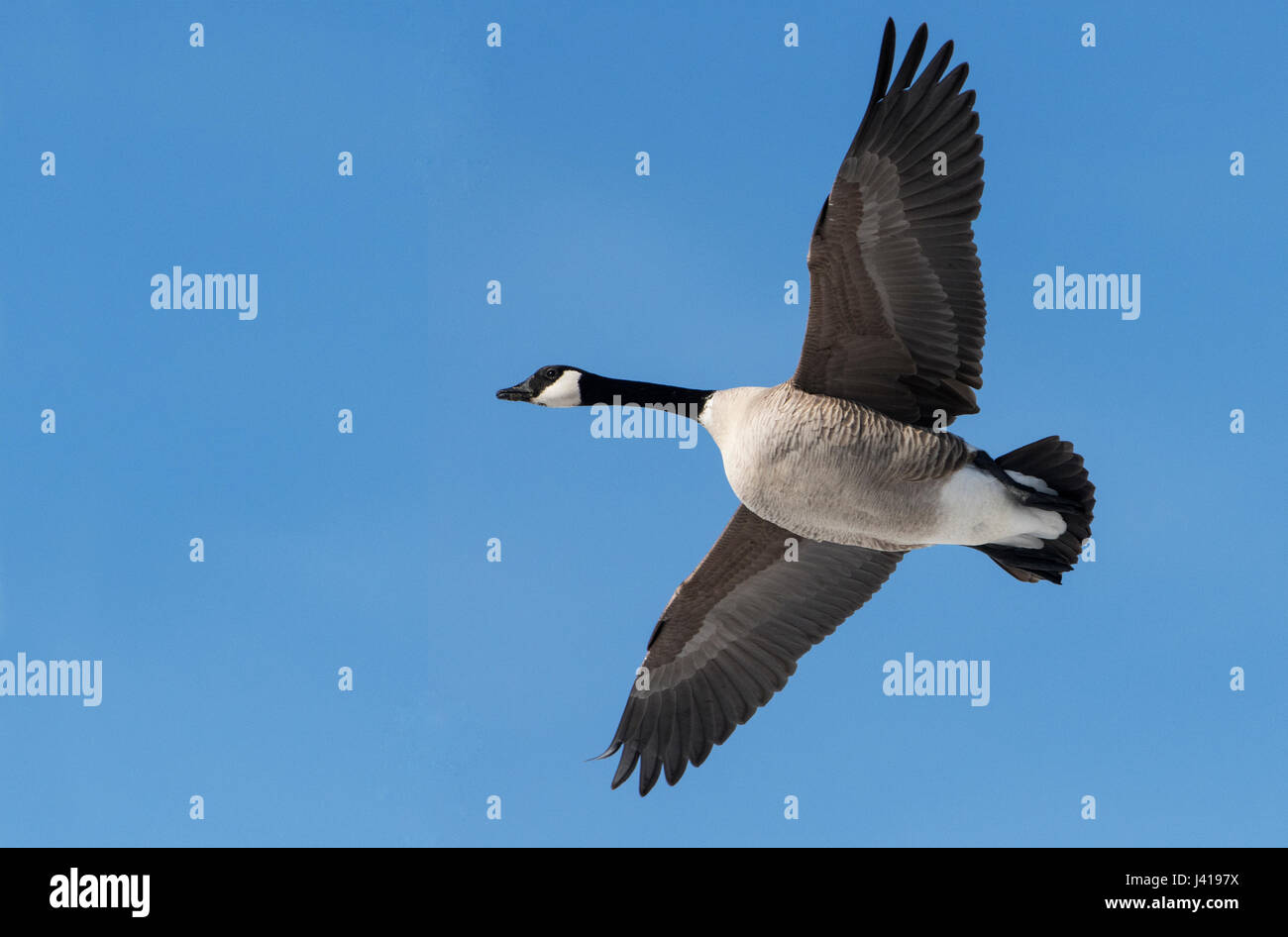 Alaska; Waterfowl; Canada Geese; Migration; Flight Stock Photo - Alamy