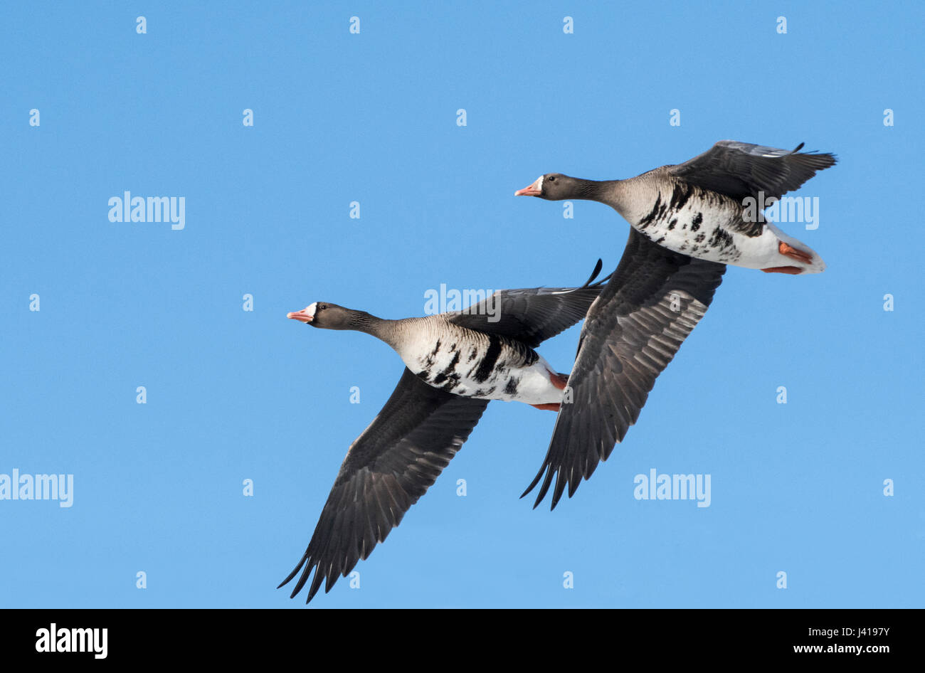 Alaska; Wildlife; Birds; Waterfowl; Migration; Flight; White-fronted ...