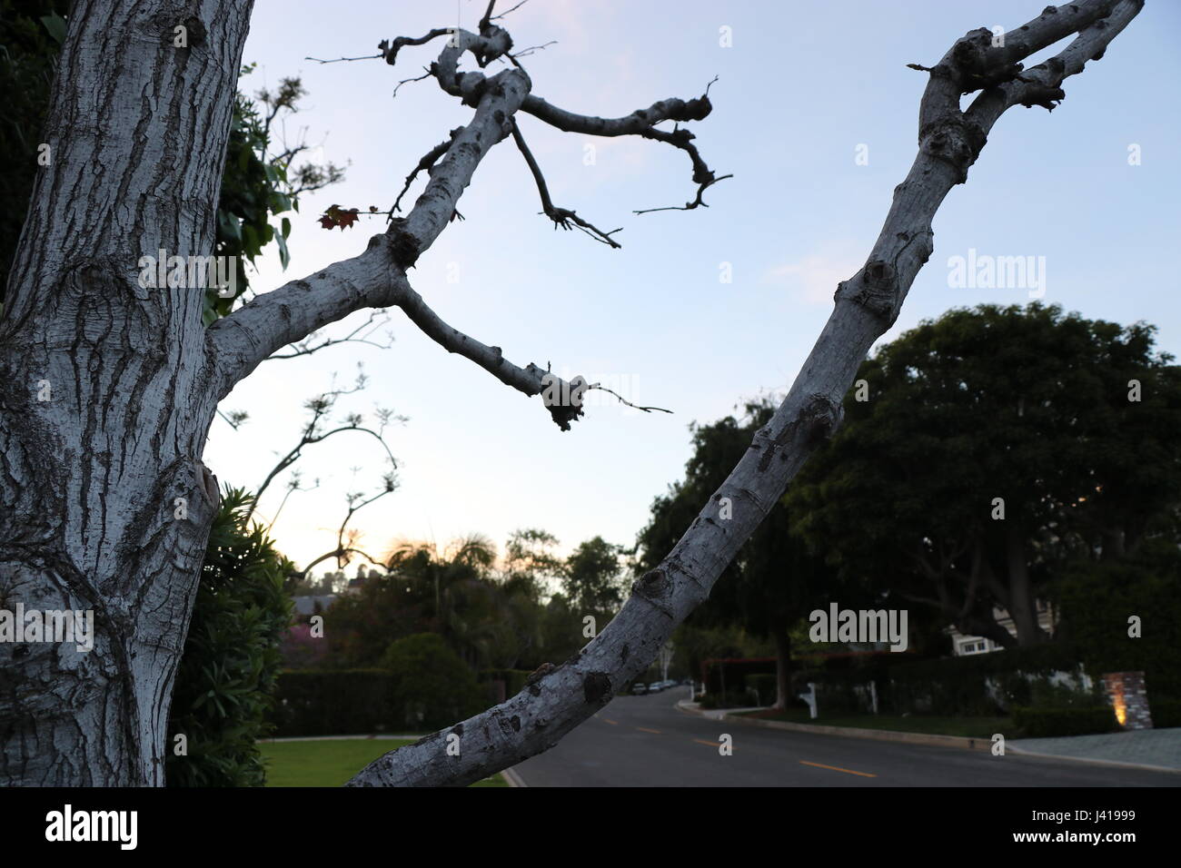 Beautiful image of a tree and its branches Stock Photo - Alamy
