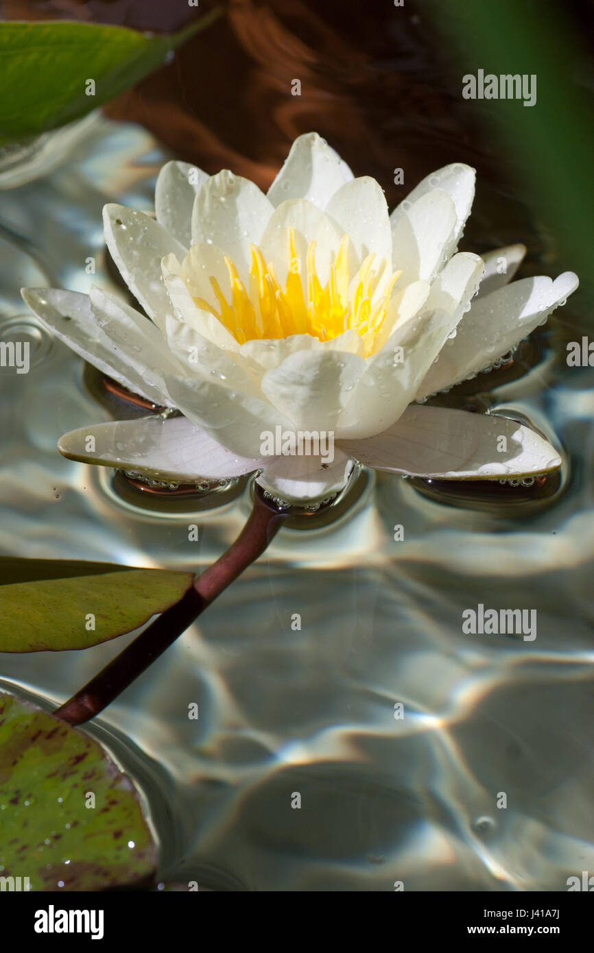 Vertical photo of the white lotus flower in a clear pool Stock Photo ...