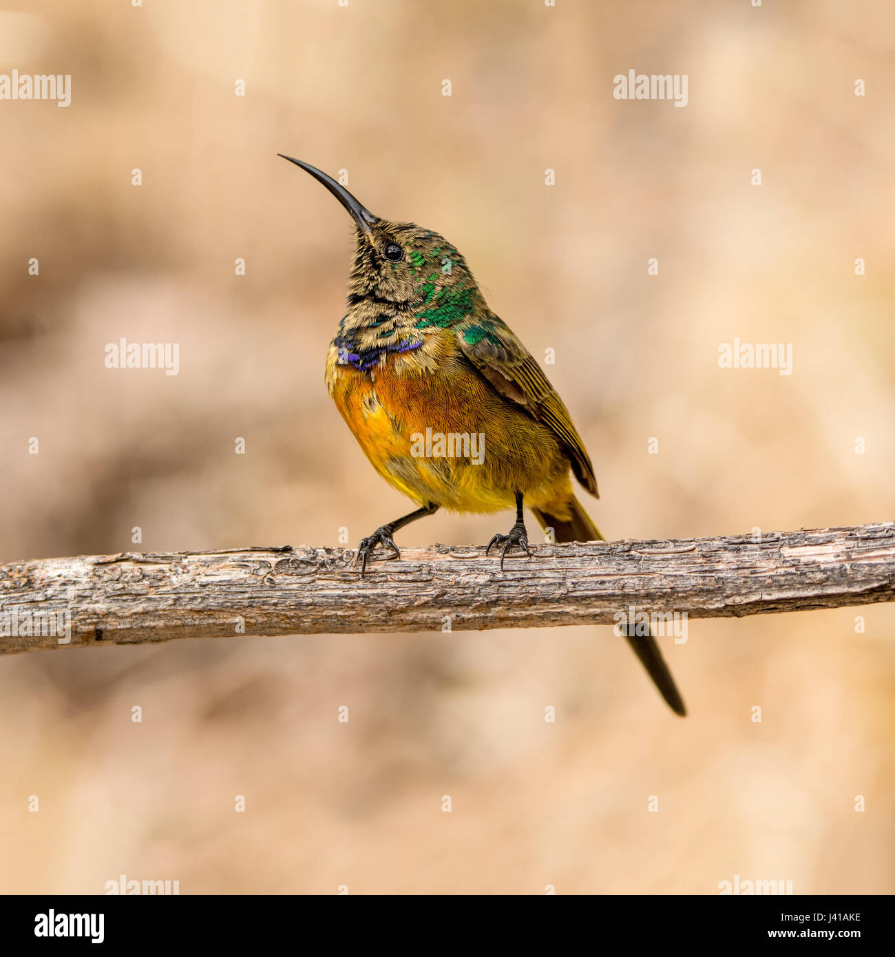 African sunbirds hi-res stock photography and images - Alamy