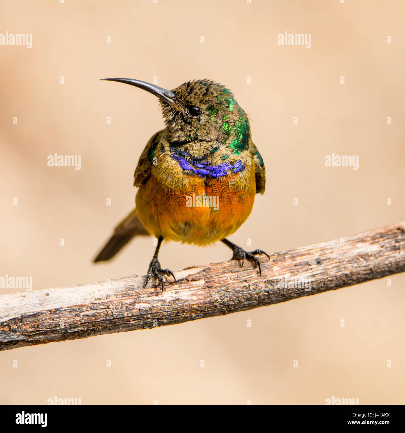 Male orange breasted sunbird hi-res stock photography and images - Alamy