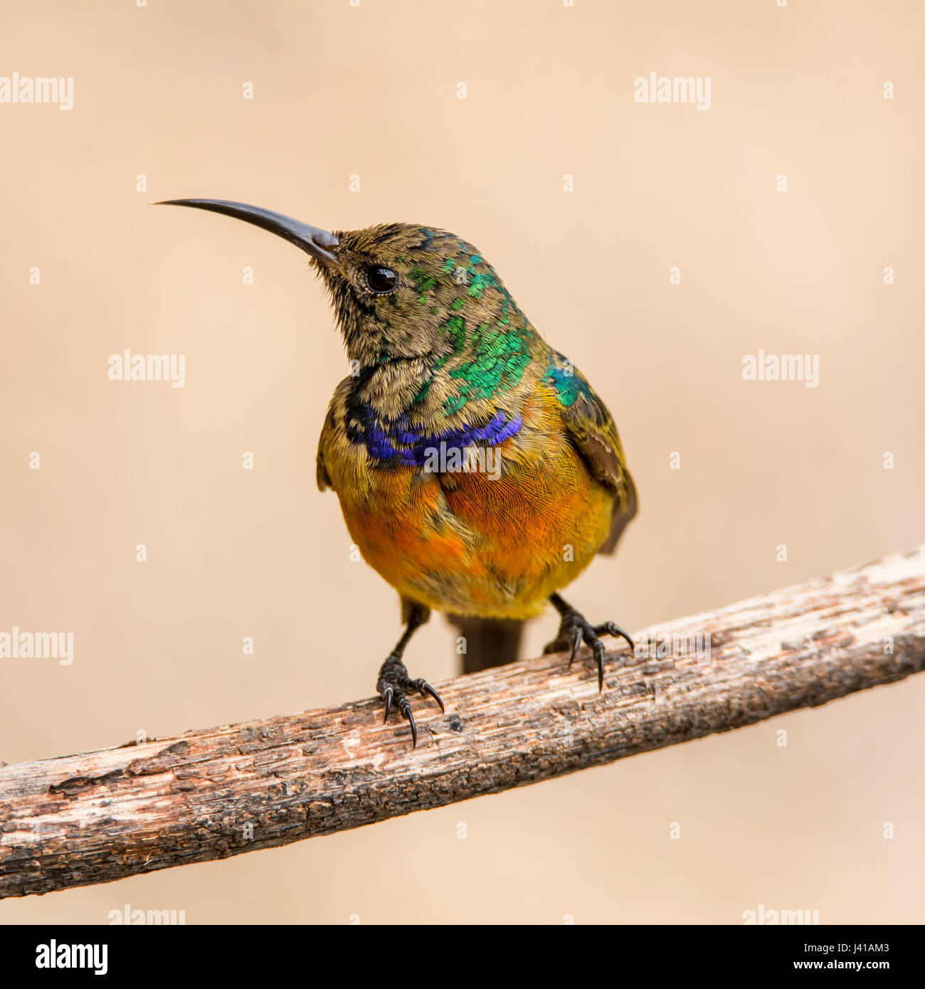 African sunbirds hi-res stock photography and images - Alamy