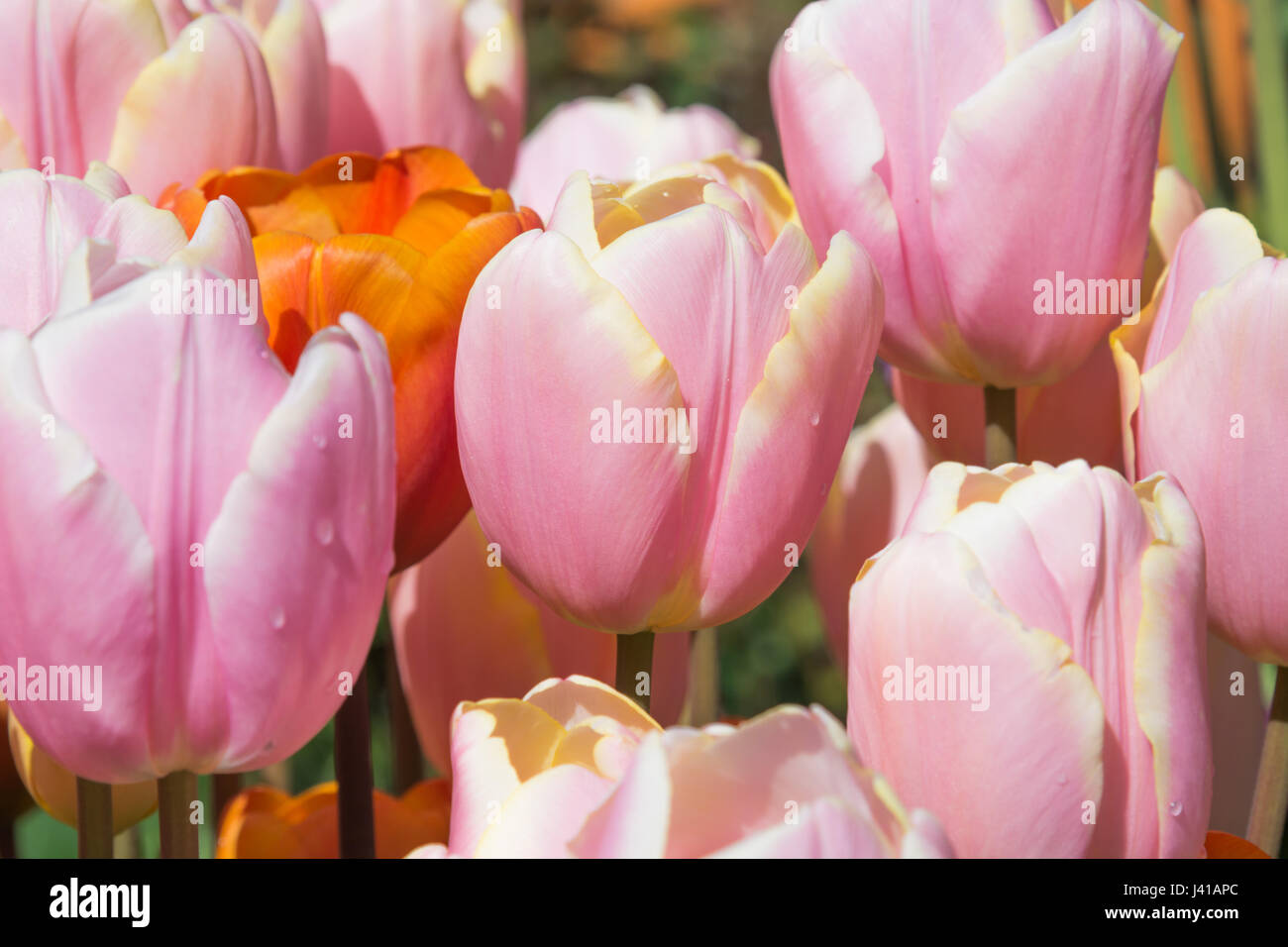 Mango charm hi-res stock photography and images - Alamy