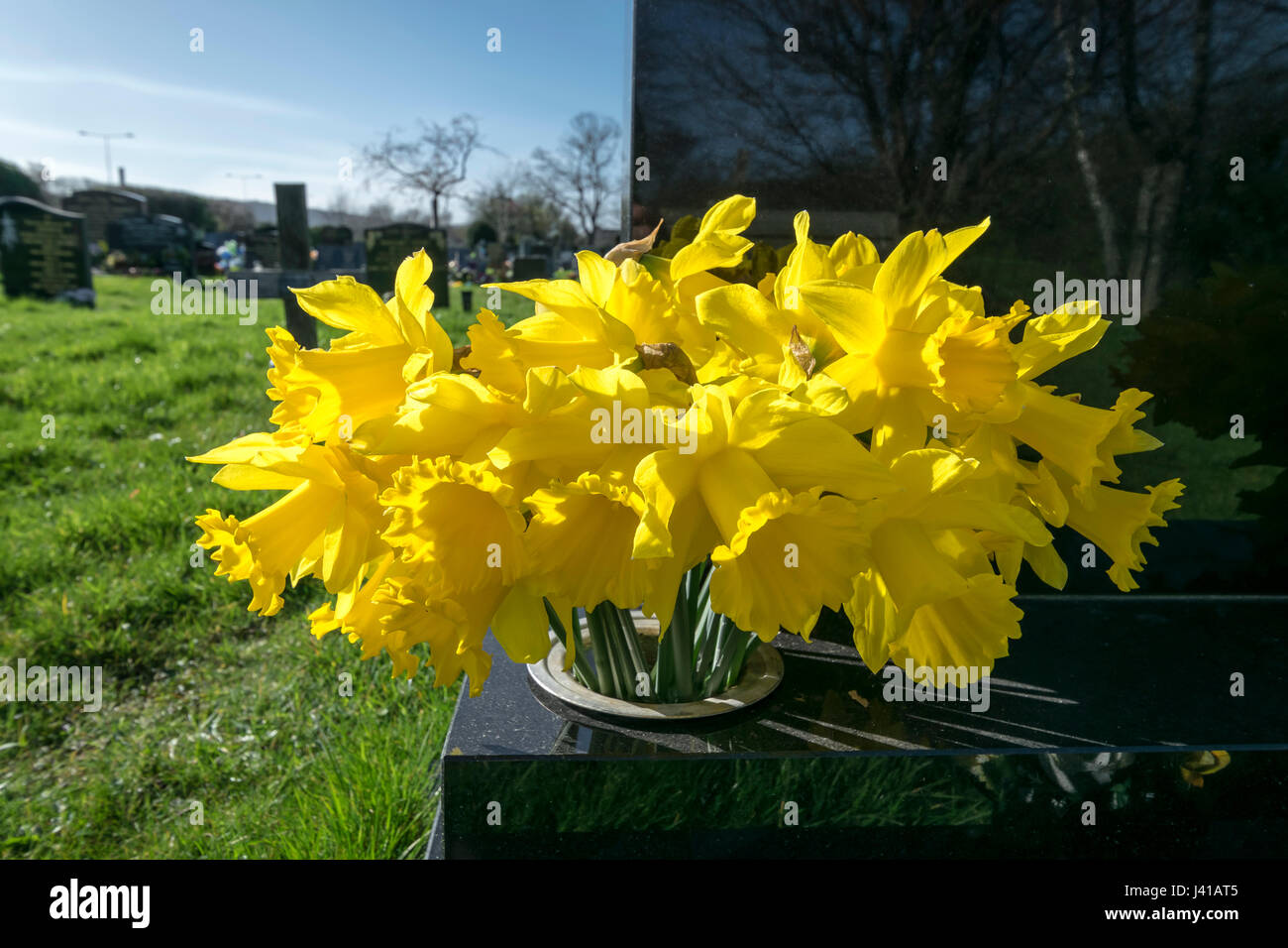 Daffodil flowers left on a grave headstone Stock Photo - Alamy