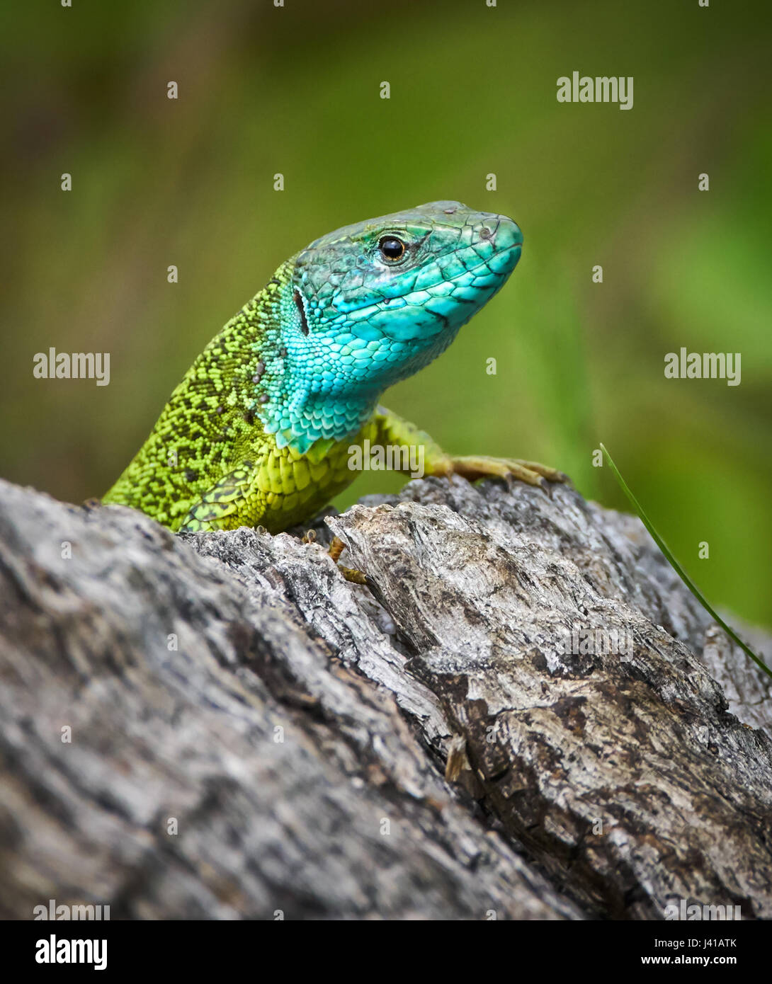 Iberian emerald lizard (Lacerta Schreiberi) on a tree stump in the ...