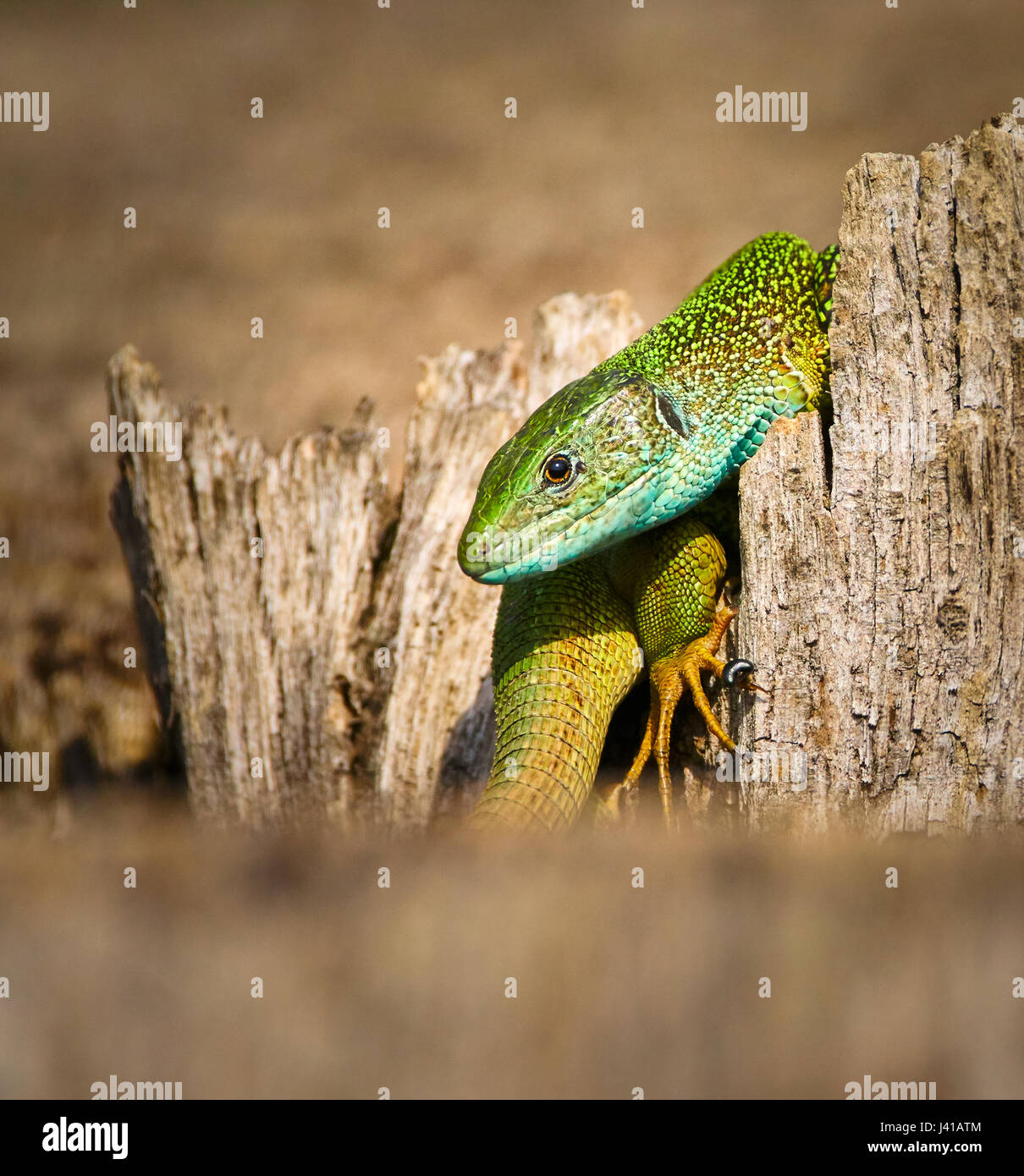 Iberian emerald lizard (Lacerta Schreiberi) on a tree stump in the ...