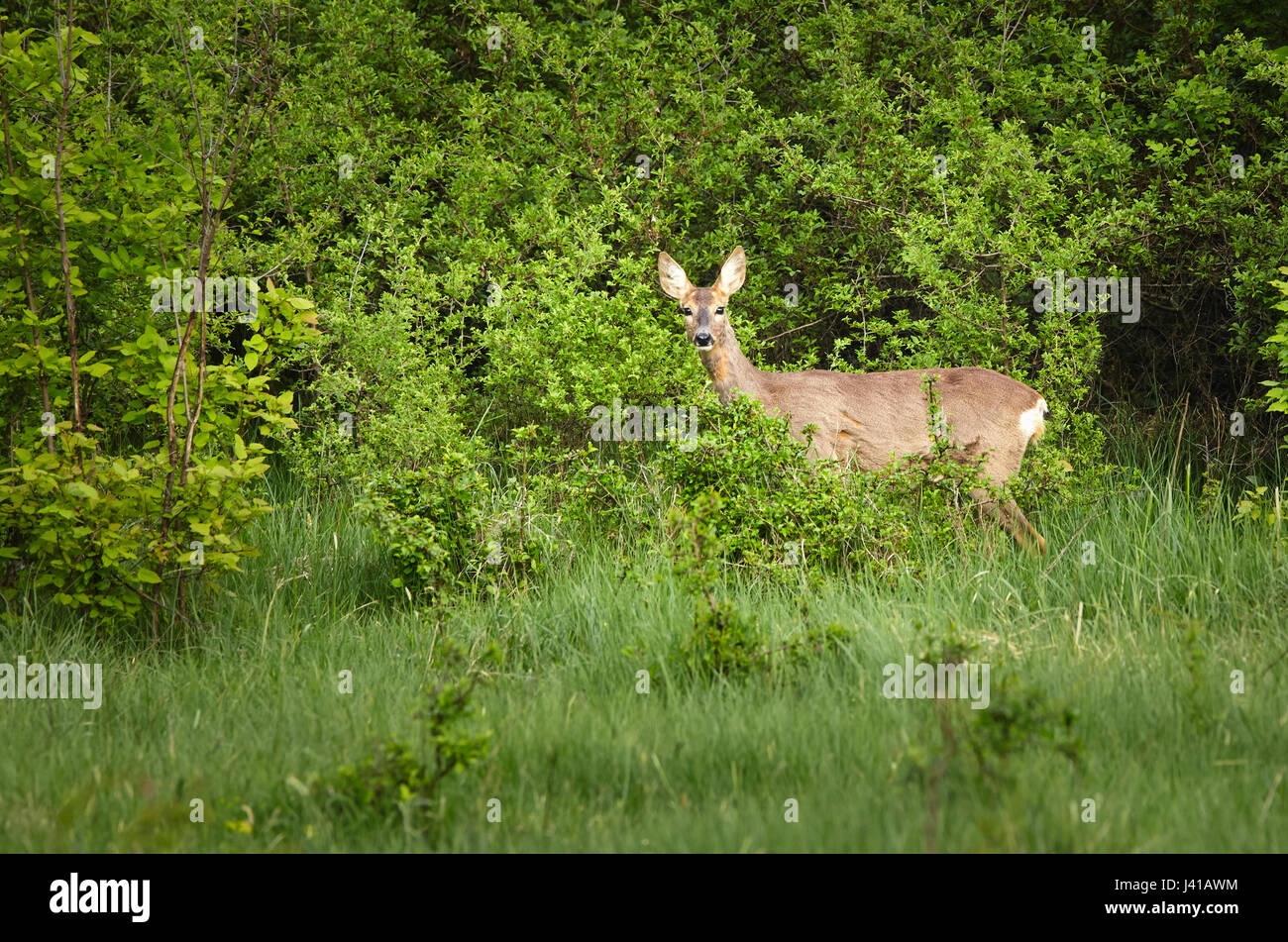 Doe in the forest at tree line Stock Photo - Alamy