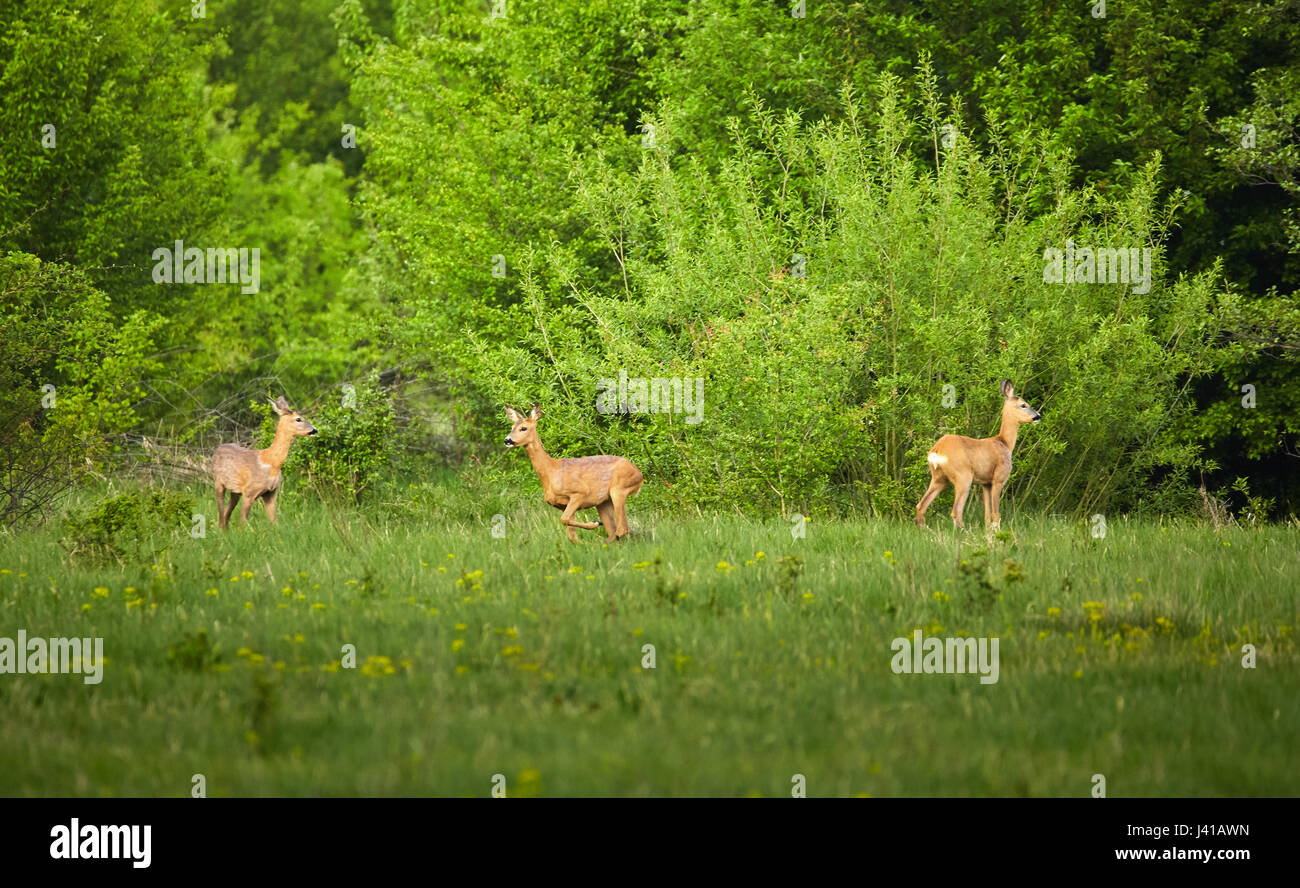 Group of three deers at the tree line in the forest Stock Photo - Alamy