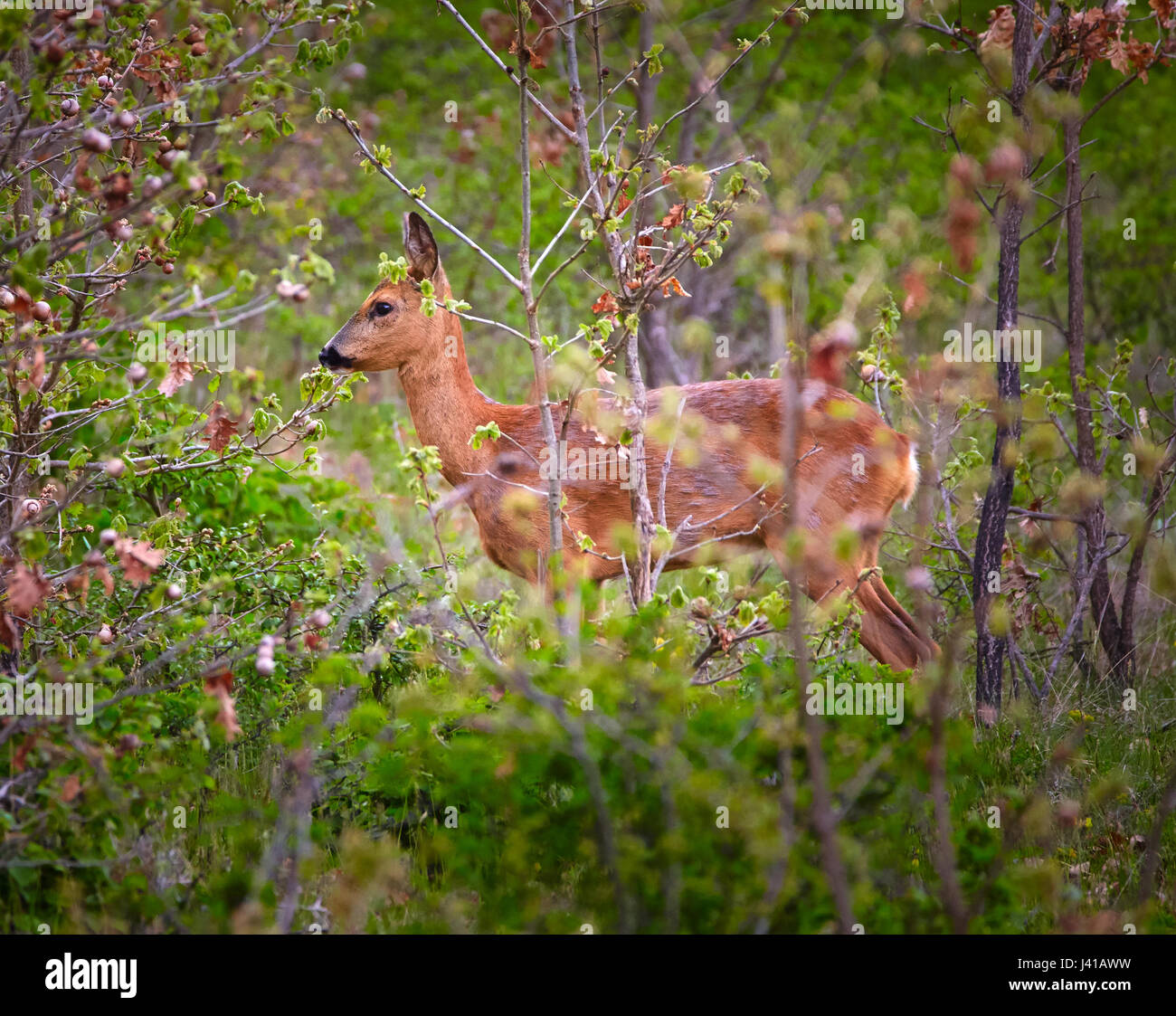 Hiding behind bushes hi-res stock photography and images - Alamy