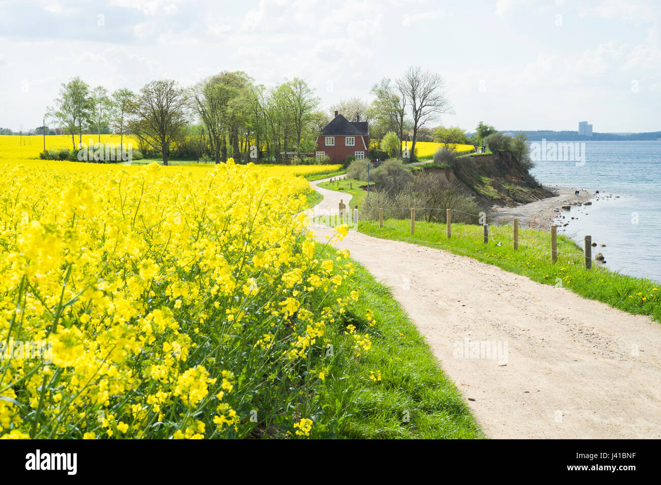Rapeseed field on a cliff near Travemuende, Luebeck Bay, Baltic Coast ...