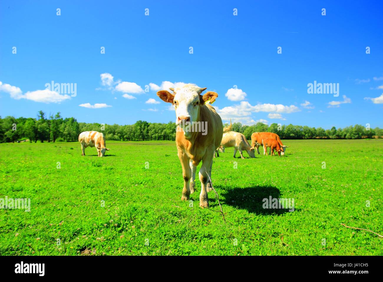 Heifer on meadow Stock Photo - Alamy