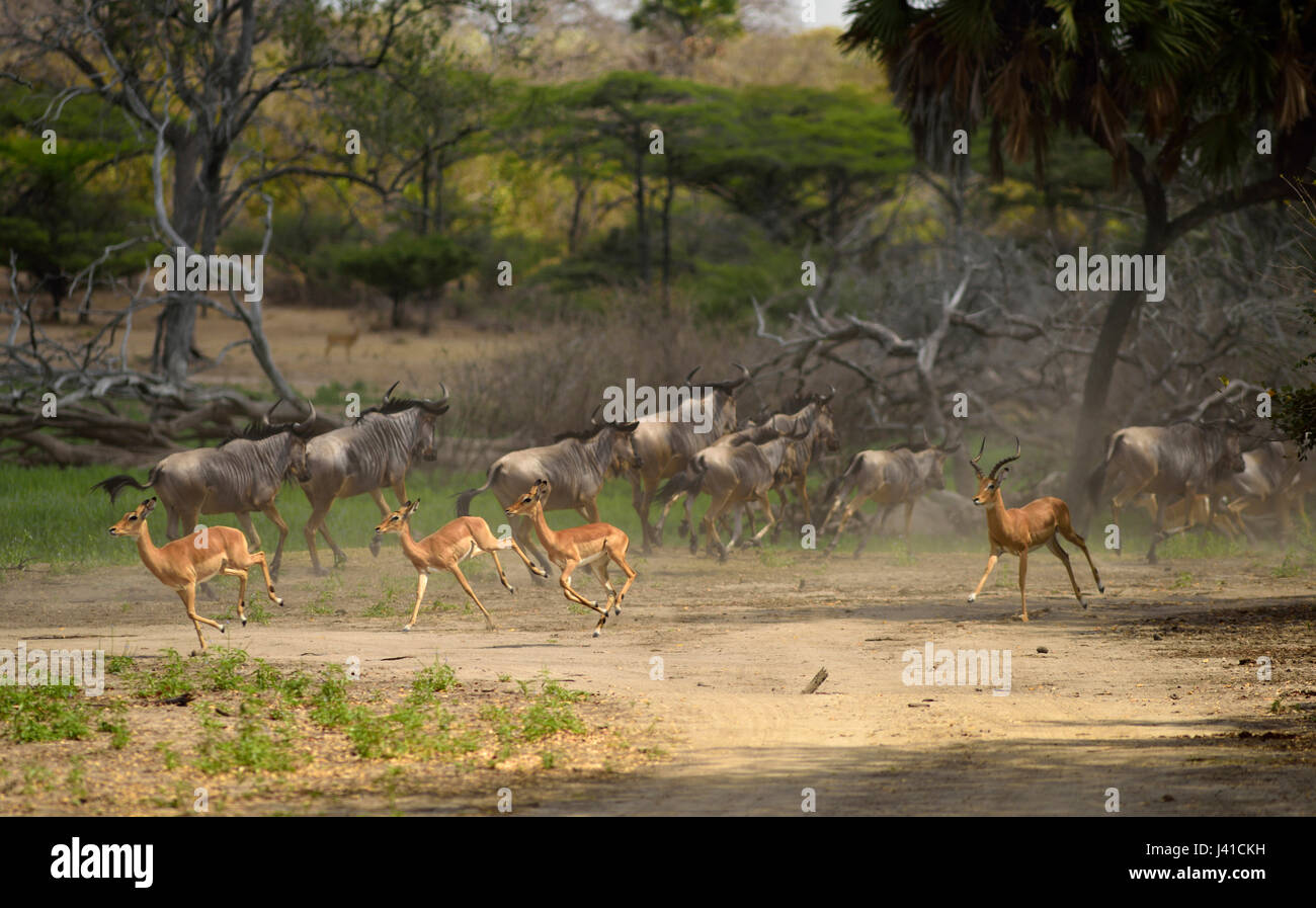 Animal herd in Selous Nature Reserve, Tanzania, Africa Stock Photo - Alamy