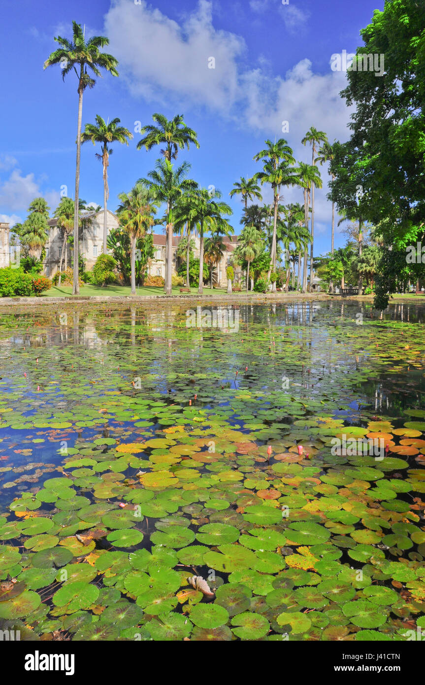 Pond with water lilies, Codrington College, Condrington Plantation ...