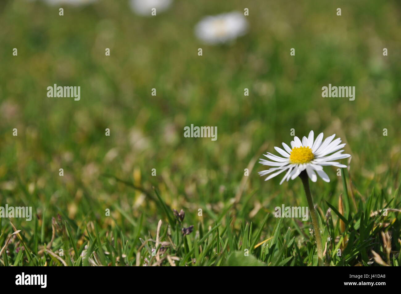 Individual flower hi-res stock photography and images - Alamy