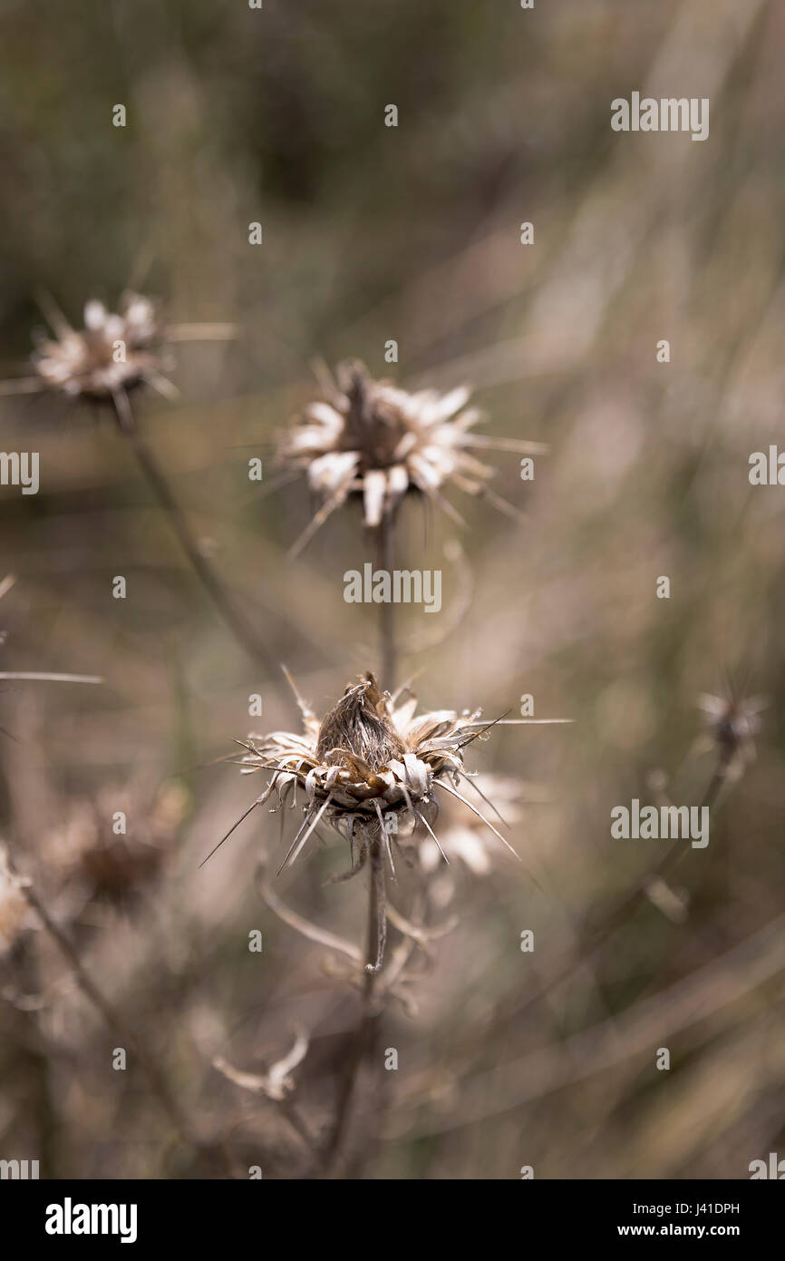 Image of a dry brown thistle with defocused background Stock Photo - Alamy