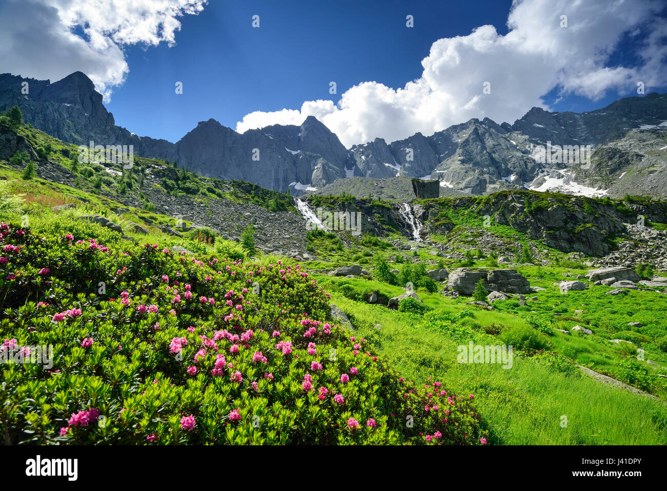 Alpine roses with granite-mountains in background, Val Codera, Sentiero ...
