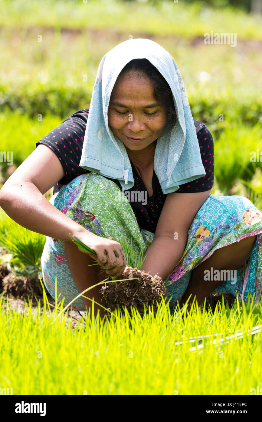 Indonesian woman planting rice, Tetebatu, Lombok, Indonesia Stock Photo ...