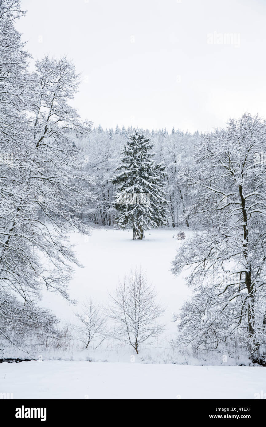 Winter wonderland landscape with snow in Kellerwald forest near ...