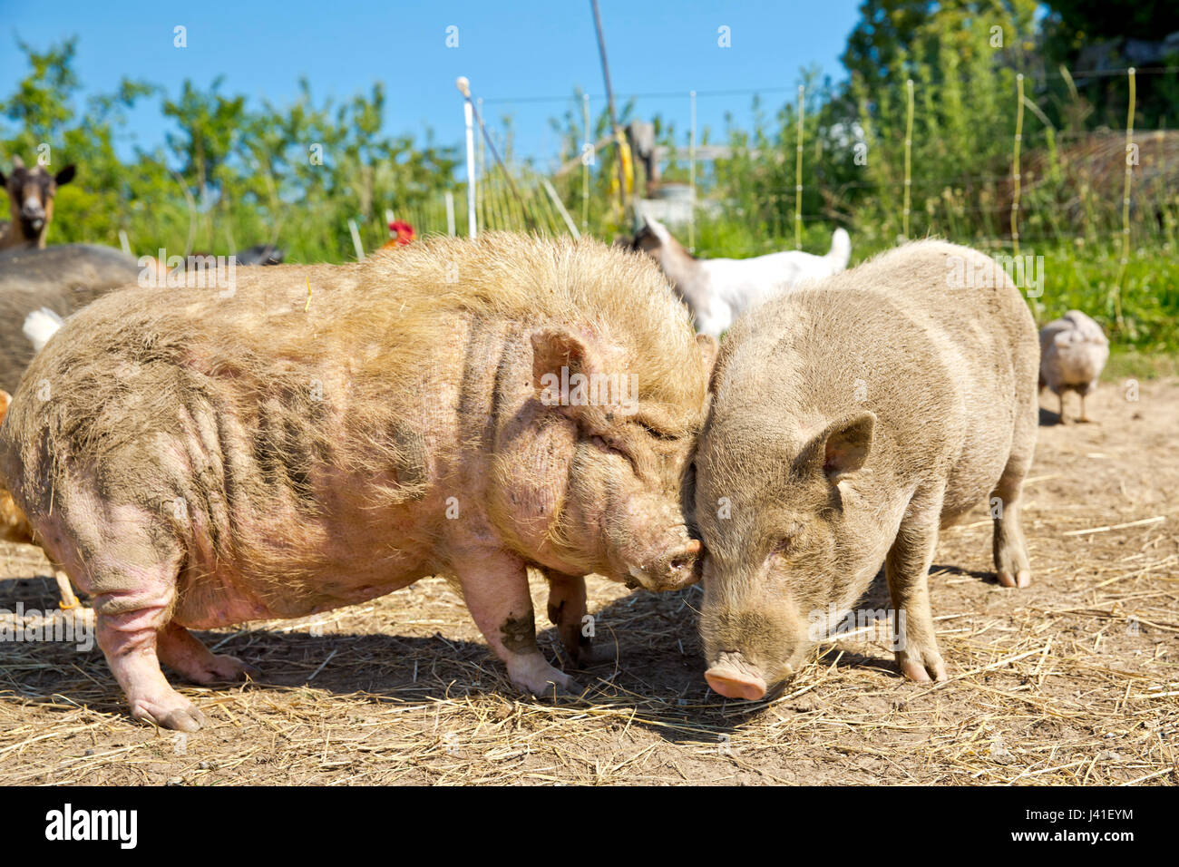 Happy pigs squabbling at an organic farm, Edertal Gellershausen, Hesse ...