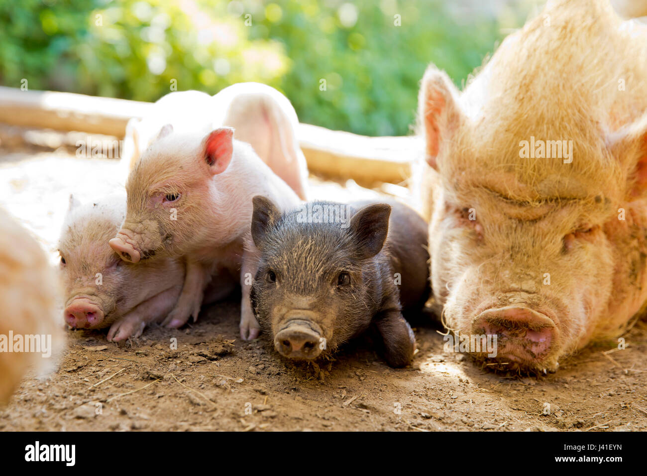 Peccary piglets at an organic farm looking curious, Edertal ...