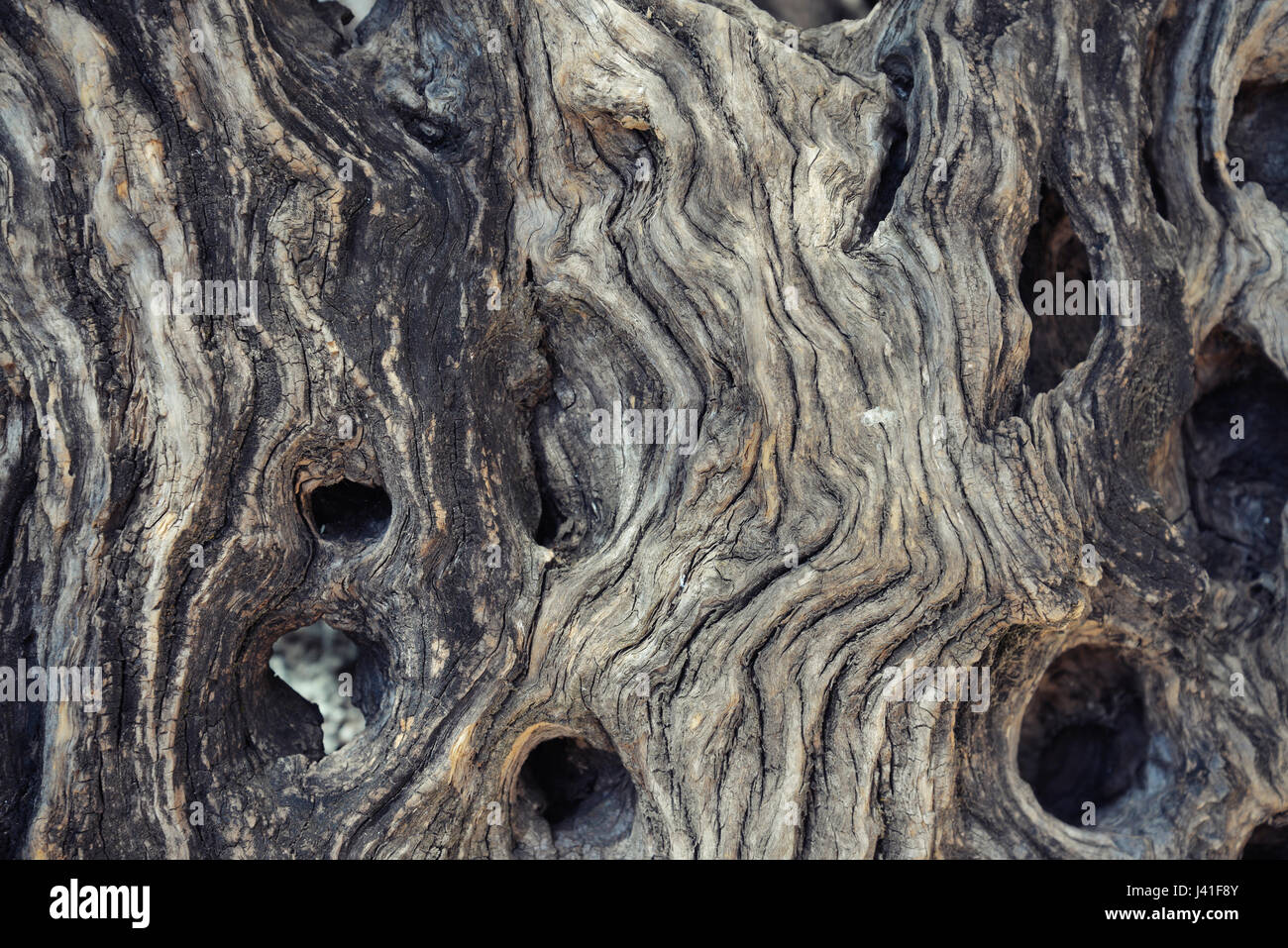 Texture of the old olive tree closeup Stock Photo - Alamy