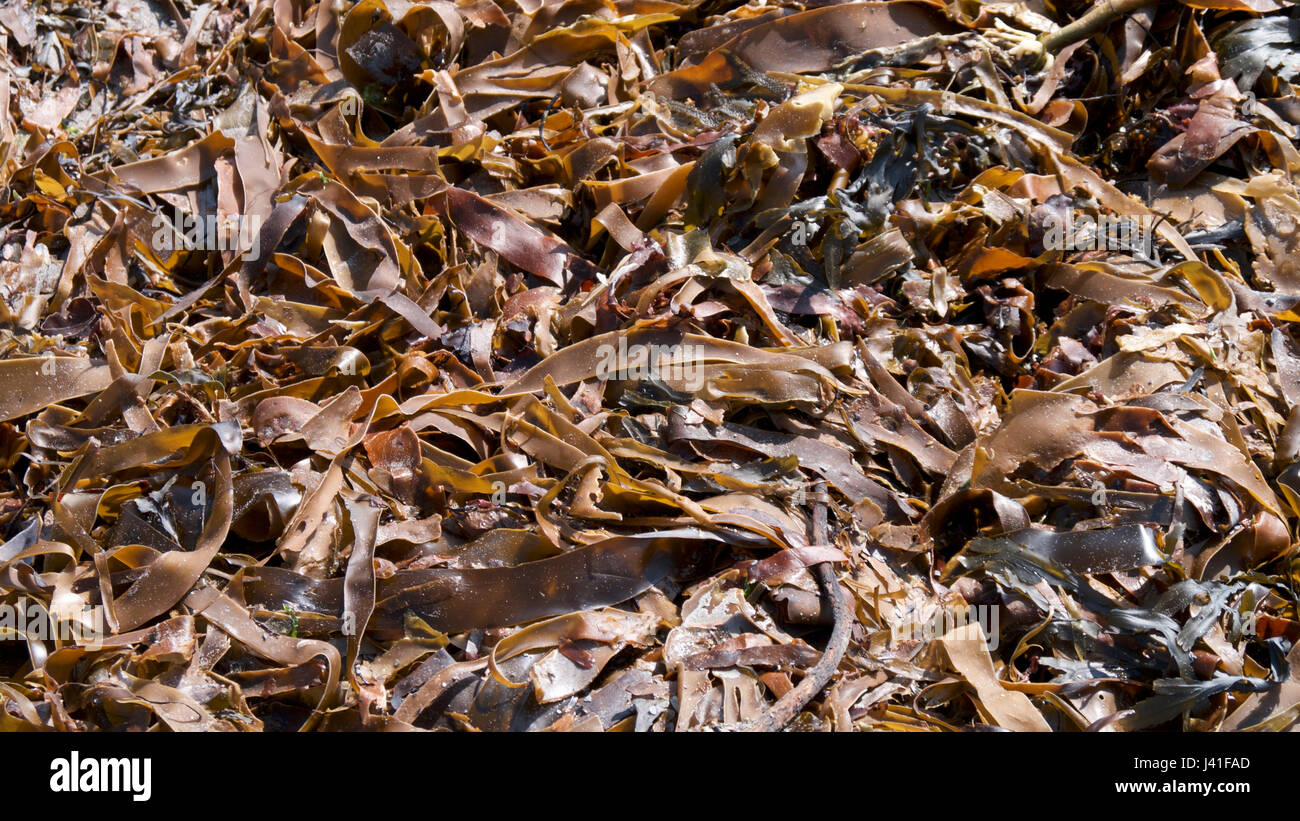 After a big tide the seaweed has been left on the strand line Stock ...