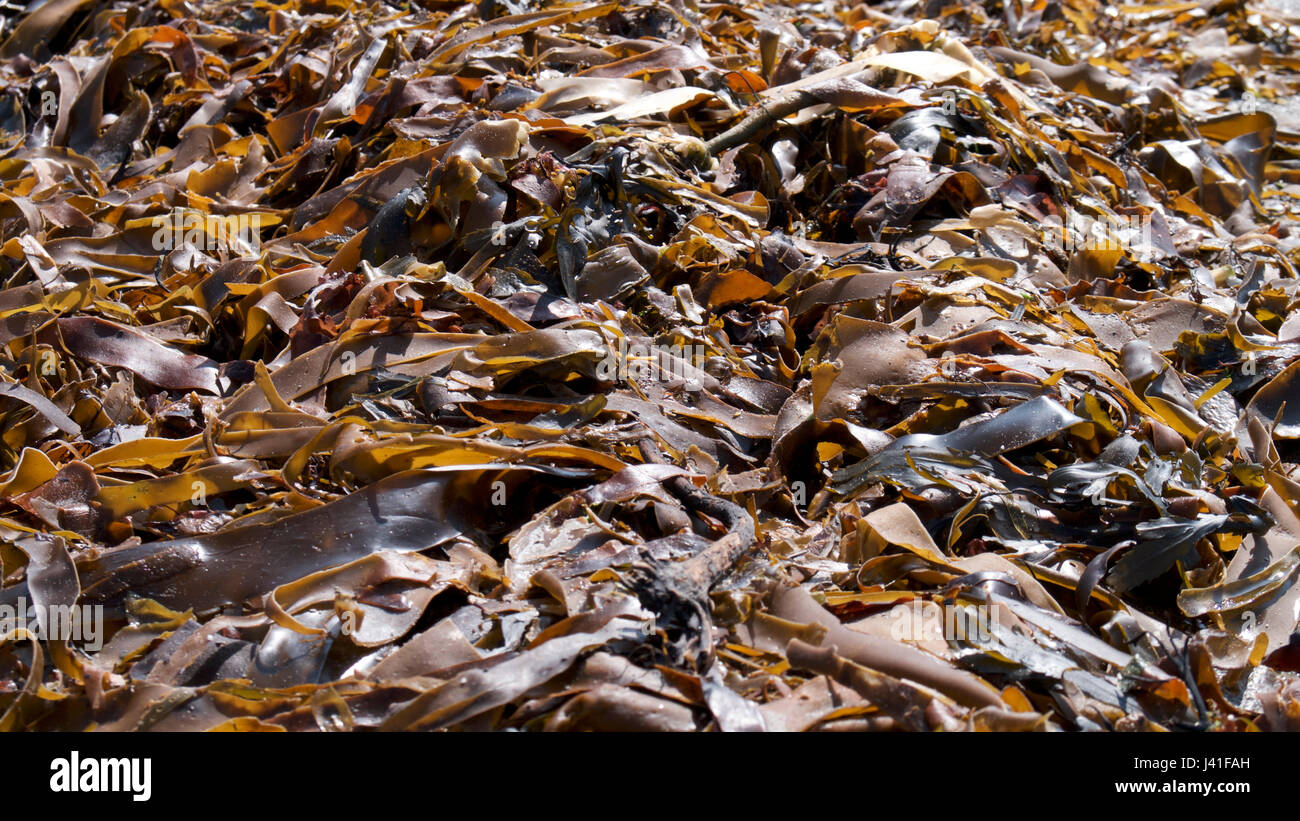 The ocean food chain hi-res stock photography and images - Alamy