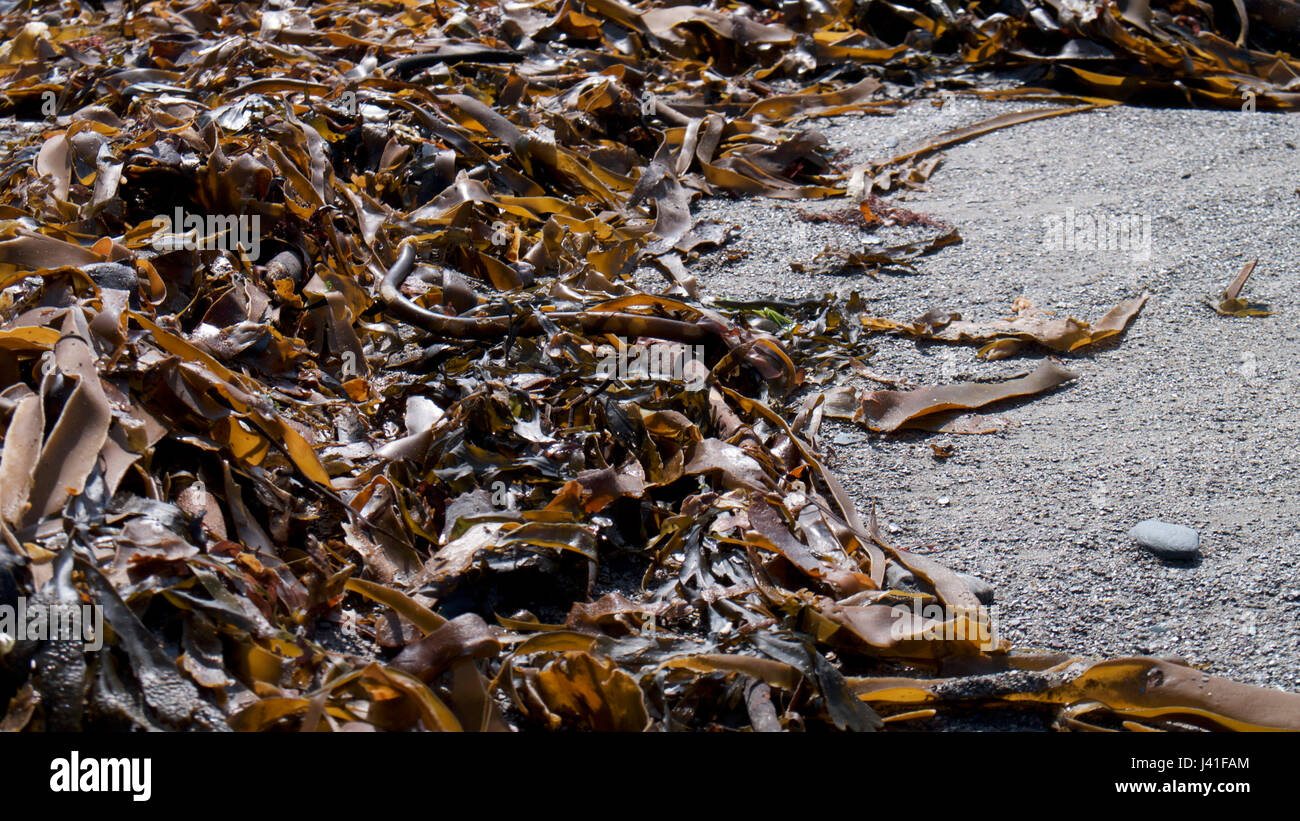 Seaweed strand sand hi-res stock photography and images - Alamy