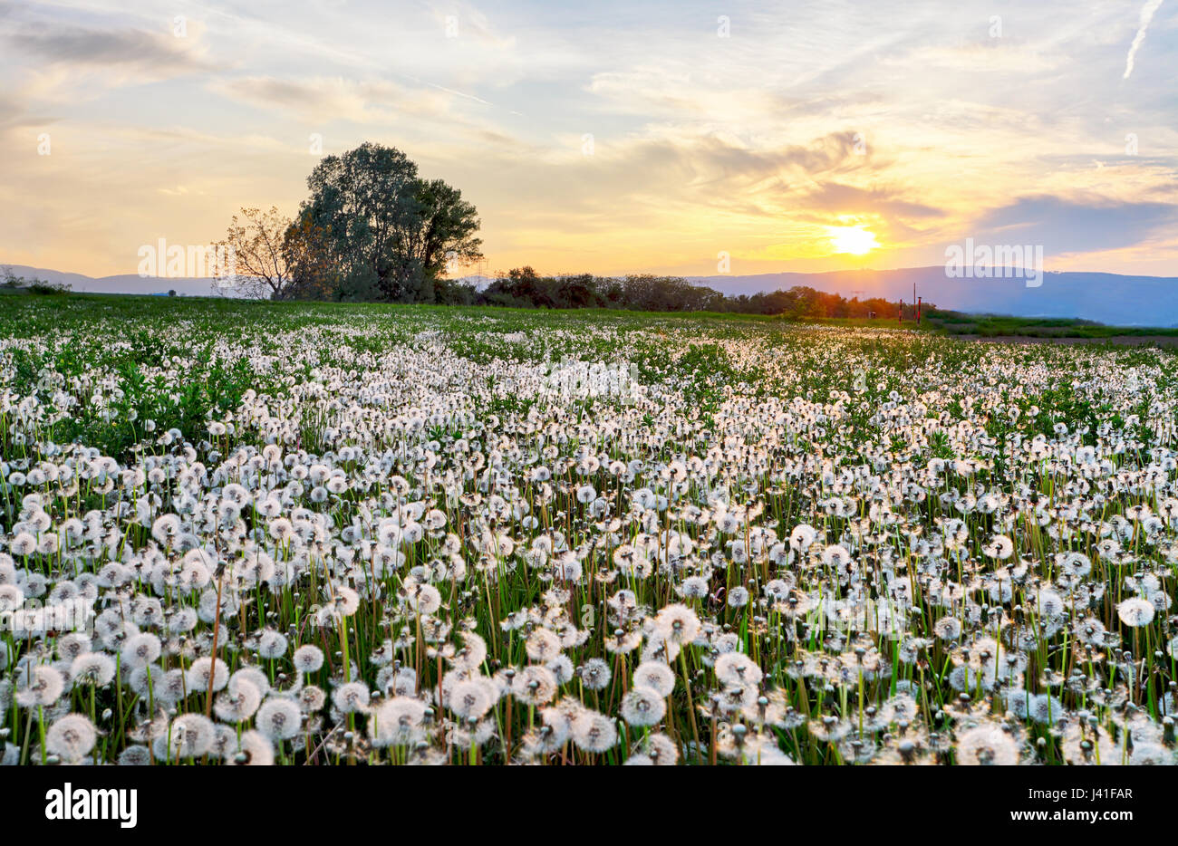 Dandelion field at sunset Stock Photo - Alamy