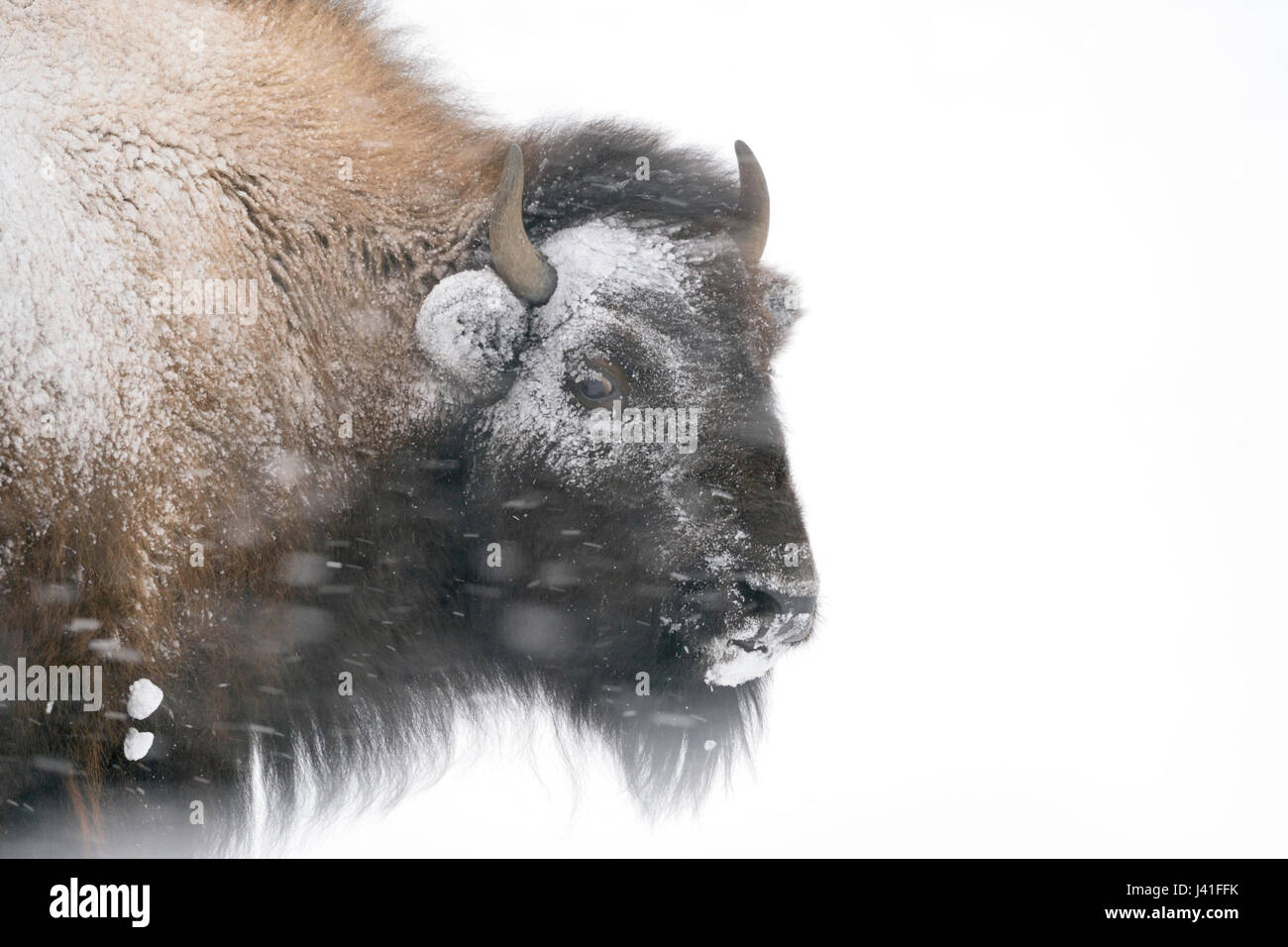 American Bison ( Bison bison ) in winter, headshot, covered, crusted ...