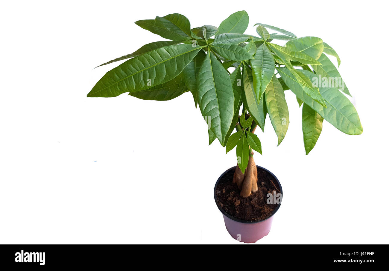 Pachira aquatica hi-res stock photography and images - Alamy