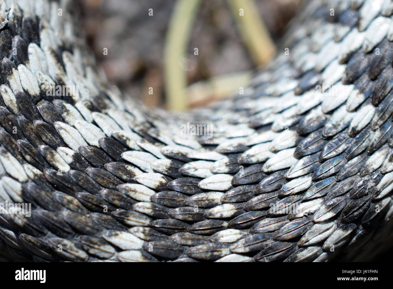 Structure skin detail hi-res stock photography and images - Alamy