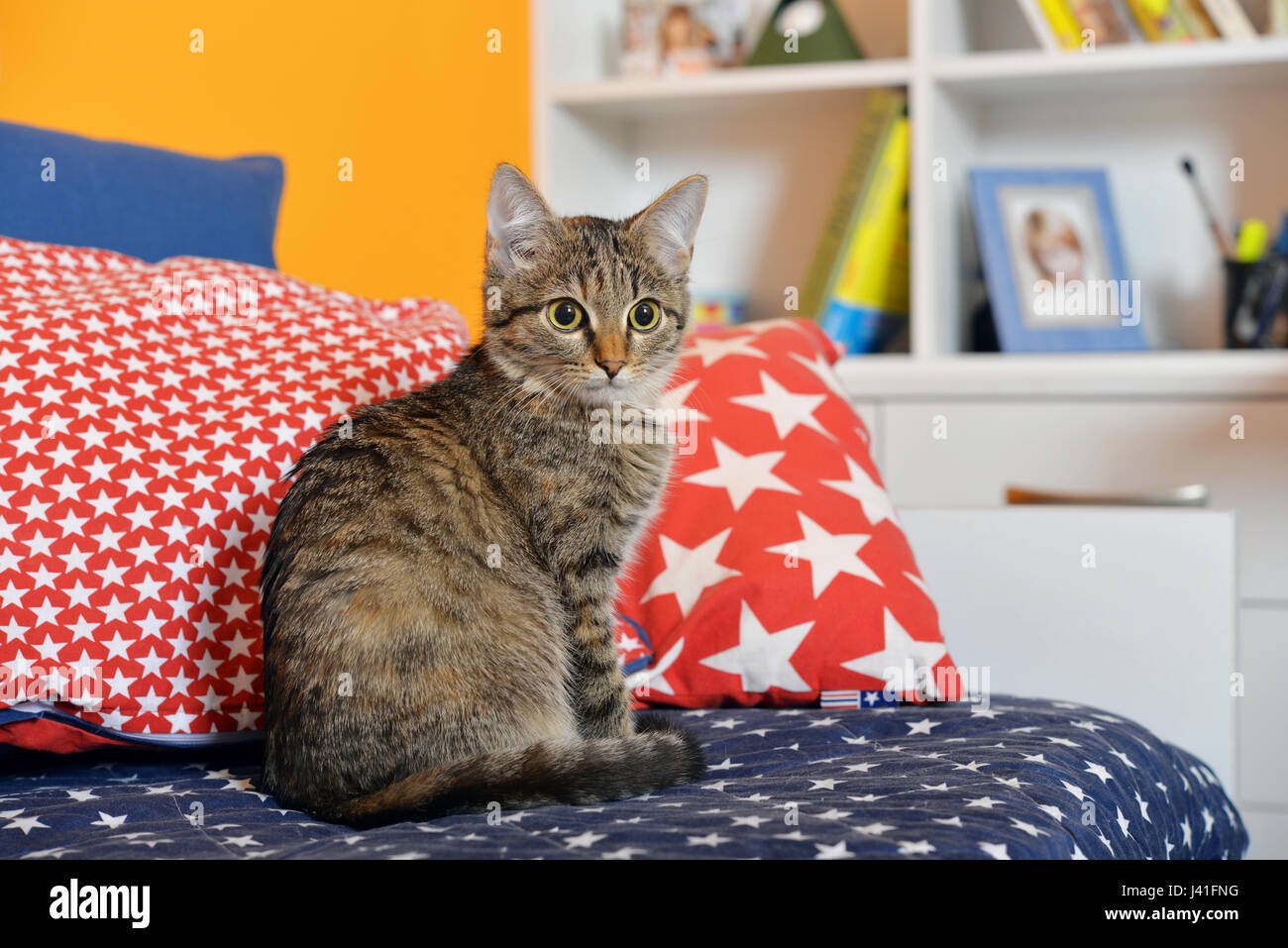Cute little kitten sitting on sofa closeup, small depth of field Stock ...