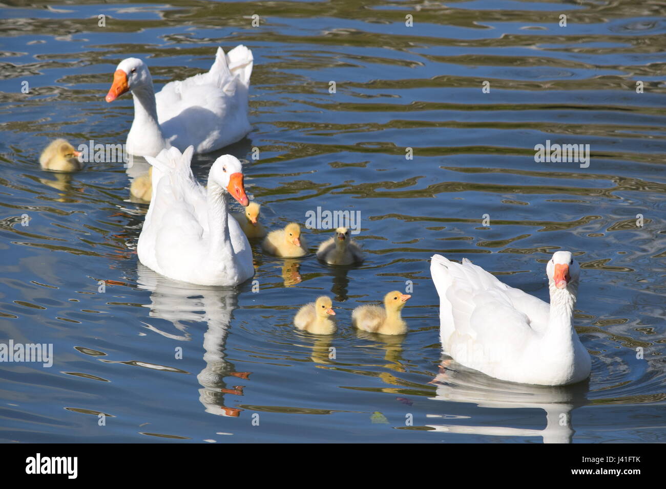 geese and goslings together Stock Photo - Alamy